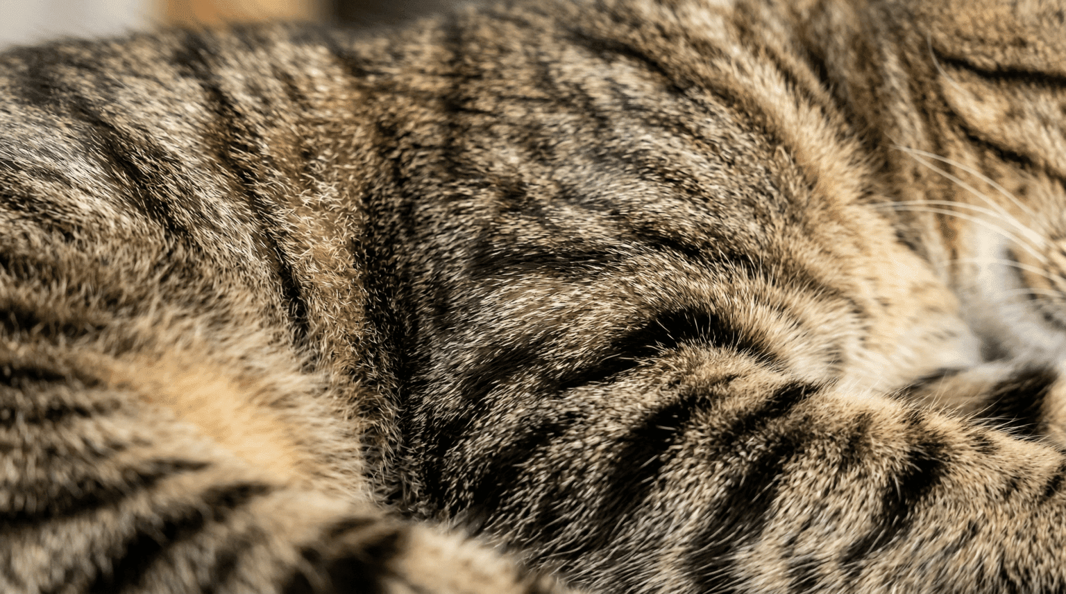 Discover the Most Common Cat Colors - The Little Fluff Pedia